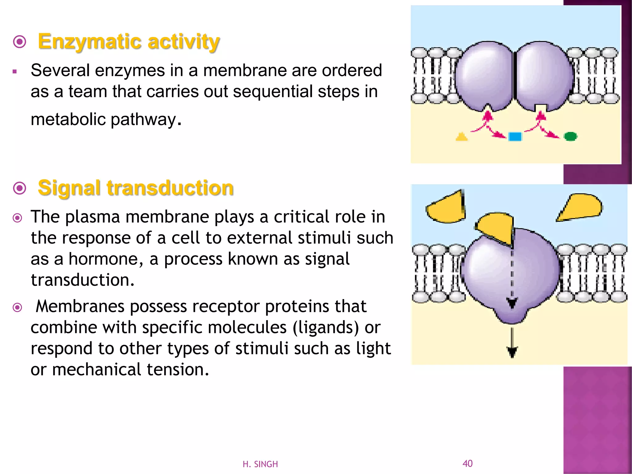 Plasma Membrane (Structure and Functions) | PDF