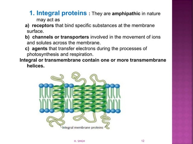 Plasma Membrane (Structure and Functions) | PDF | Biological Sciences | Science