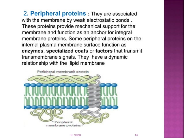 Plasma Membrane (Structure and Functions) | PDF | Biological Sciences | Science