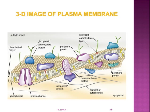 Plasma Membrane (Structure and Functions) | PDF | Biological Sciences | Science