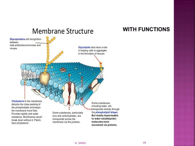 Plasma Membrane (Structure and Functions) | PDF | Biological Sciences | Science