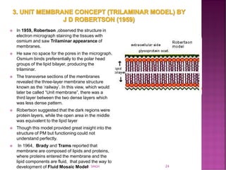 Plasma Membrane (Structure and Functions) | PDF