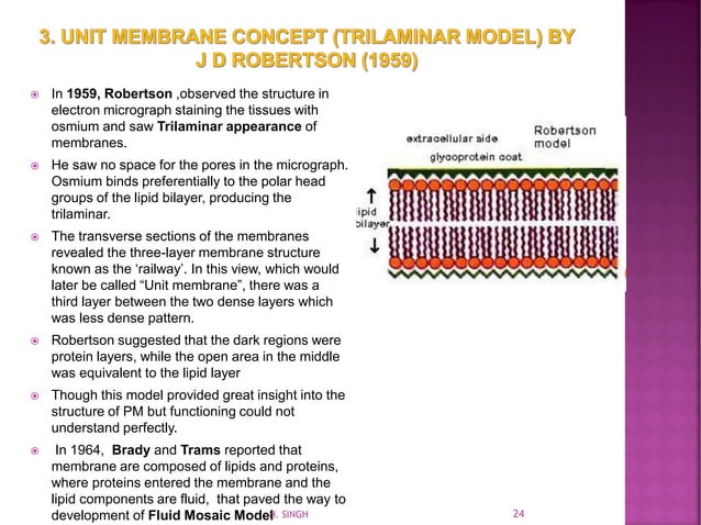Plasma Membrane (Structure and Functions) | PDF | Biological Sciences | Science