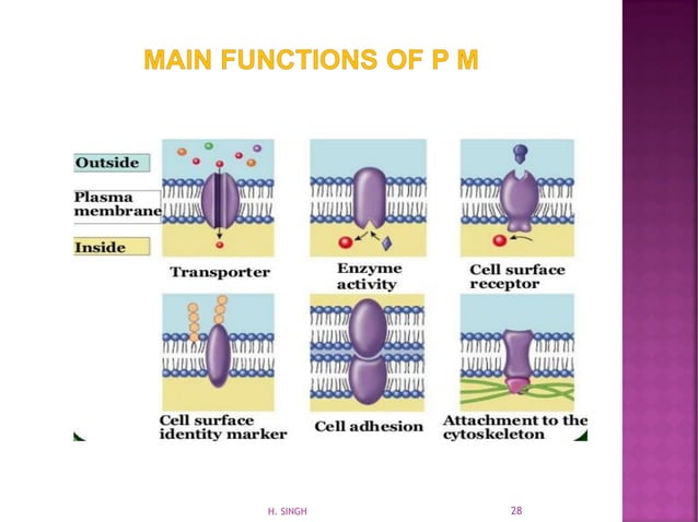 Plasma Membrane (Structure and Functions) | PDF | Biological Sciences ...