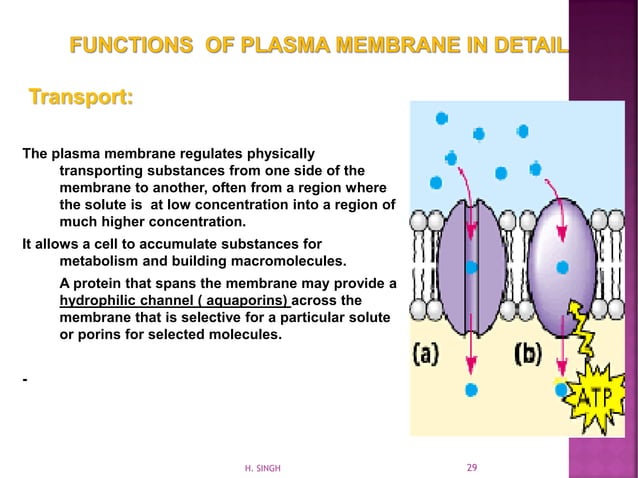 Plasma Membrane (Structure and Functions) | PDF | Biological Sciences | Science