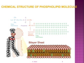 Phospholipid Bilayer Chemical Structure