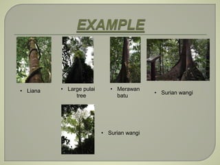 Ecopark | PPTX