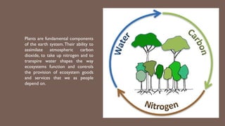 Introduction to Grasses: ecophysiology of grassses | PPTX