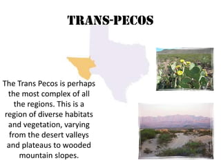 Ecoregions of texas | PPTX | Geography | Science