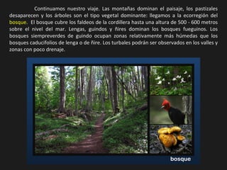 Ecorregiones de Tierra del Fuego | PPS