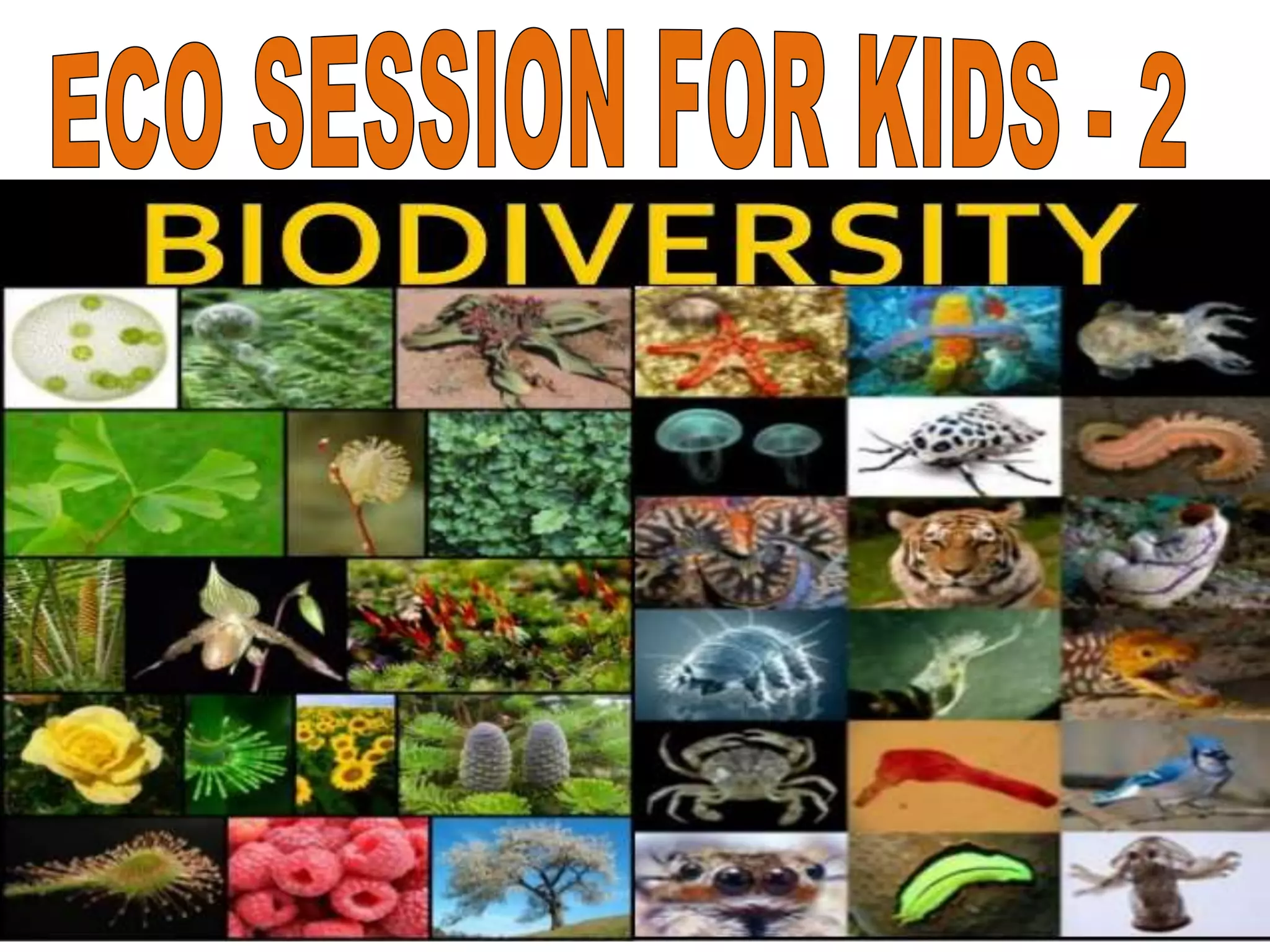 Eco session 2 for kids biodiversity | PPTX