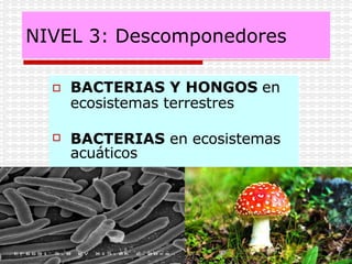 ECOSISTEMA- (1).pptx