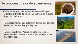 Ecosistema | PPTX