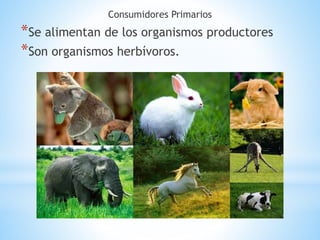 Ecosistema | PPTX