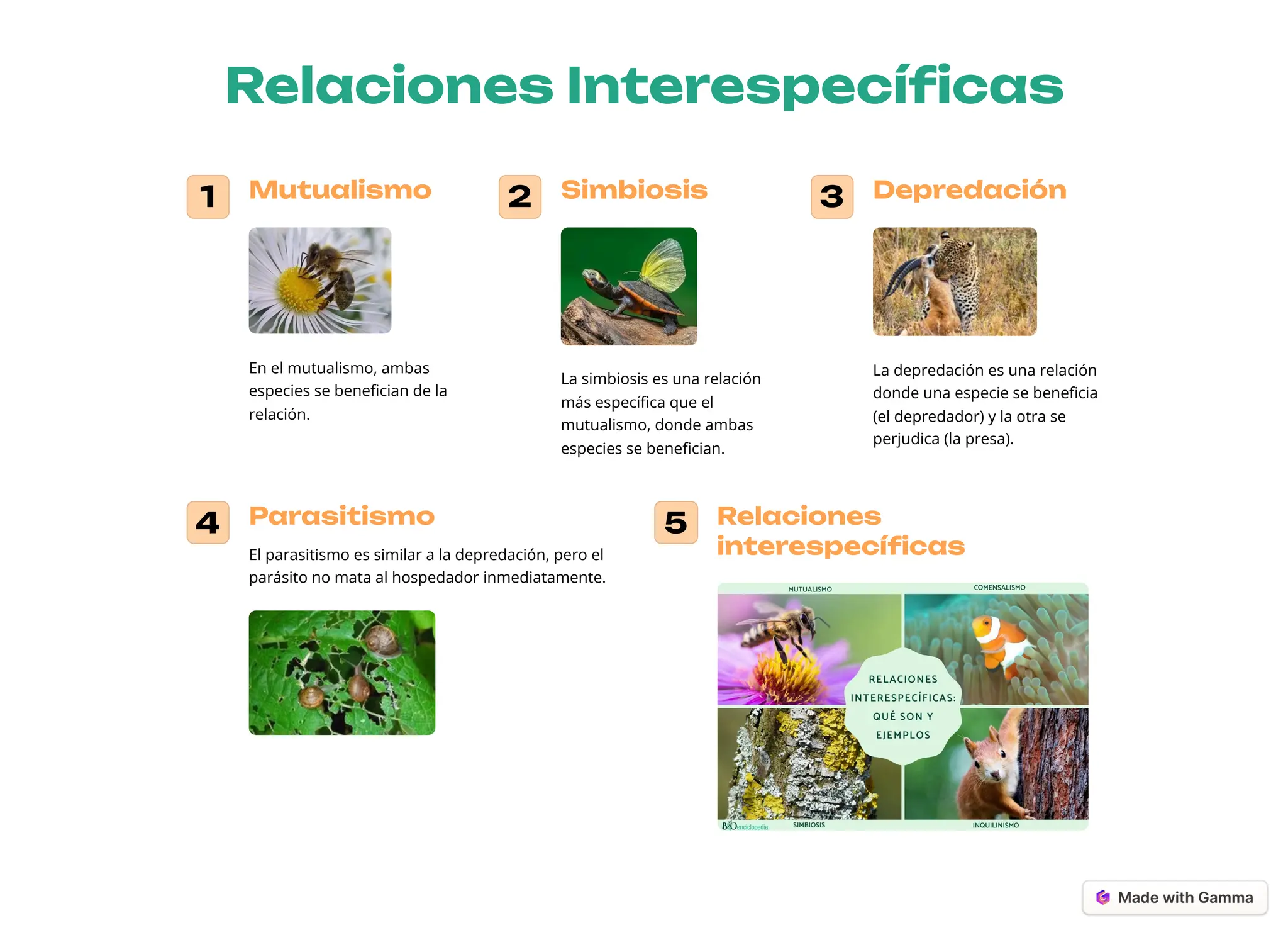 Ecosistema de seres vivos,interacciones que ocurren entre ellos. | PDF ...