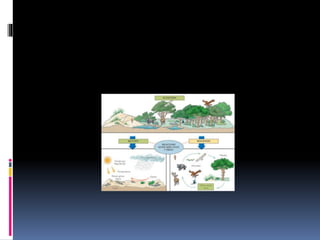 Ecosistema acuático | PPTX