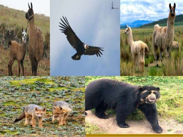 Ecosistema de páramo