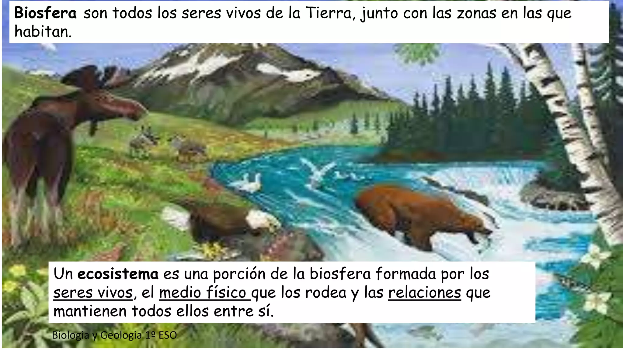 Ecosistema y sus componentes | PPT