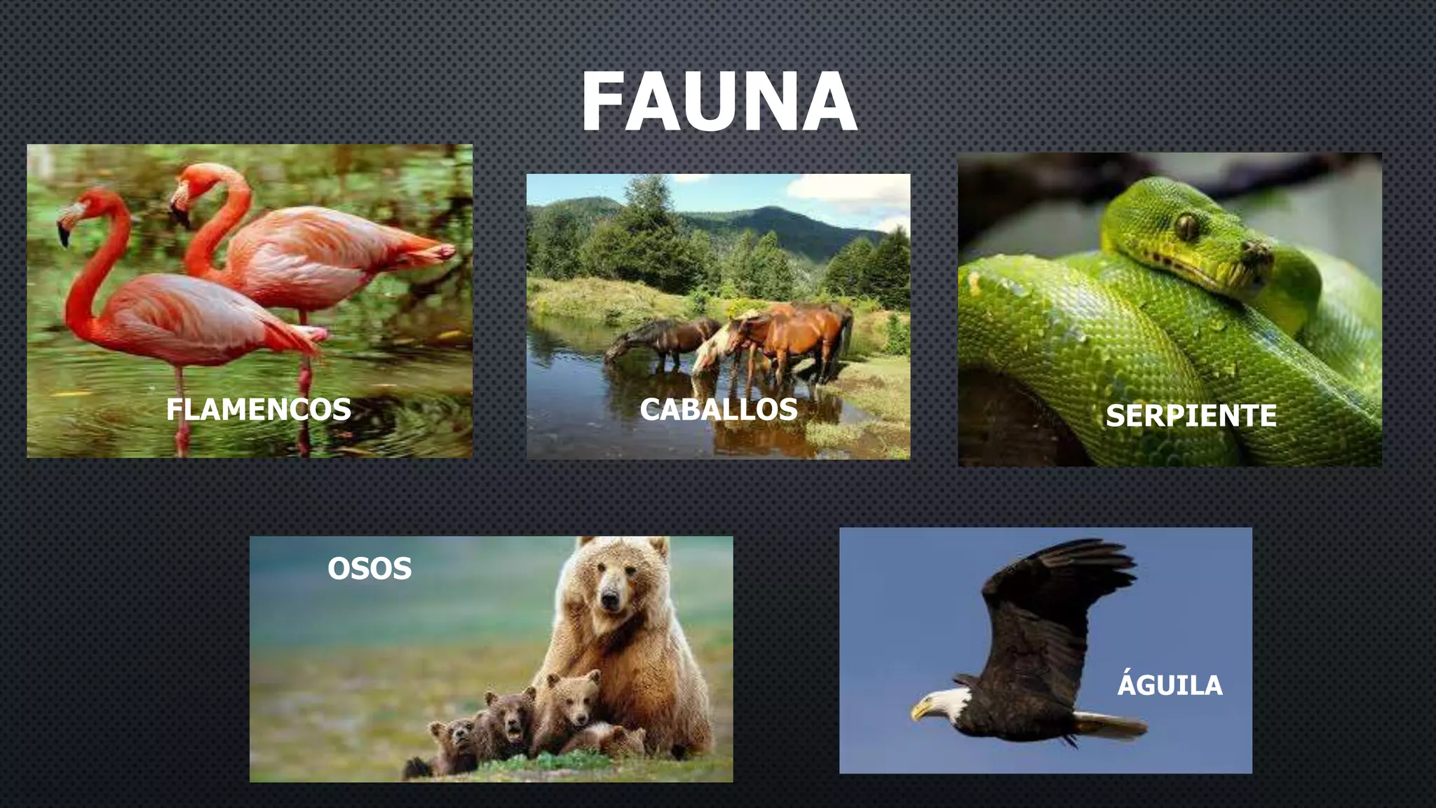 Ecosistema Mixto. Cacciagioni, Giachetta y Pérez. | PPT