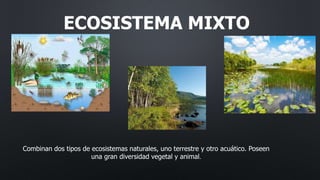 Ecosistema Mixto. Cacciagioni, Giachetta y Pérez. | PPTX