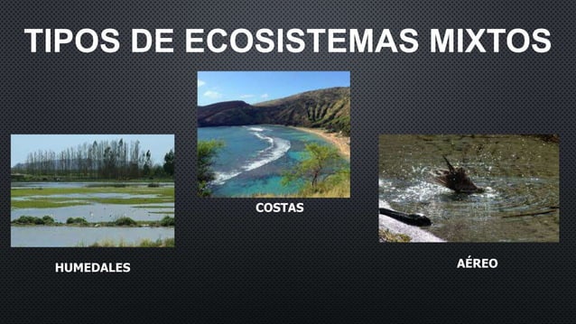 Ecosistema Mixto. Cacciagioni, Giachetta y Pérez.