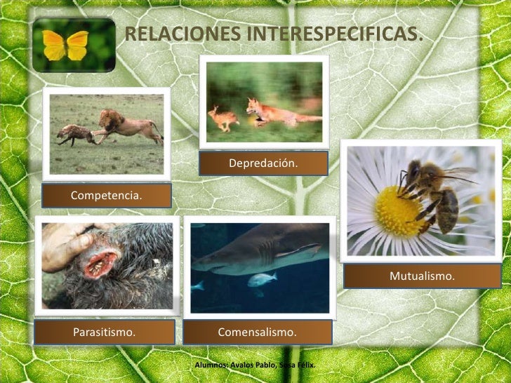 Ecosistemas