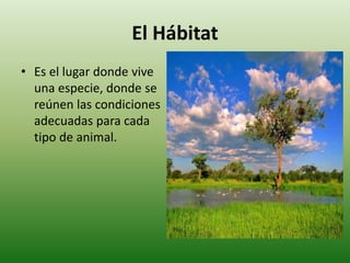 Ecosistemas | PPT