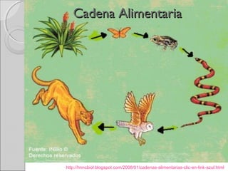 Ecosistemas cadenas y redes alimentarias-icvc | PPT