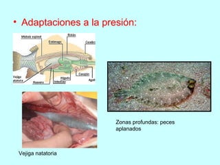 Ecosistemas acuáticos | PPT