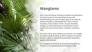 Los Diversos Ecosistemas de Honduras.pptx