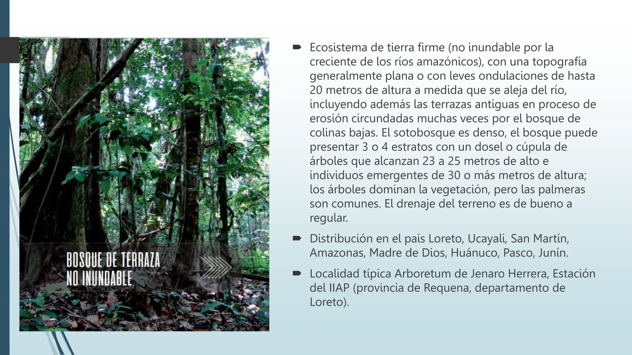 Ecosistemas de la región selva tropical.pptx