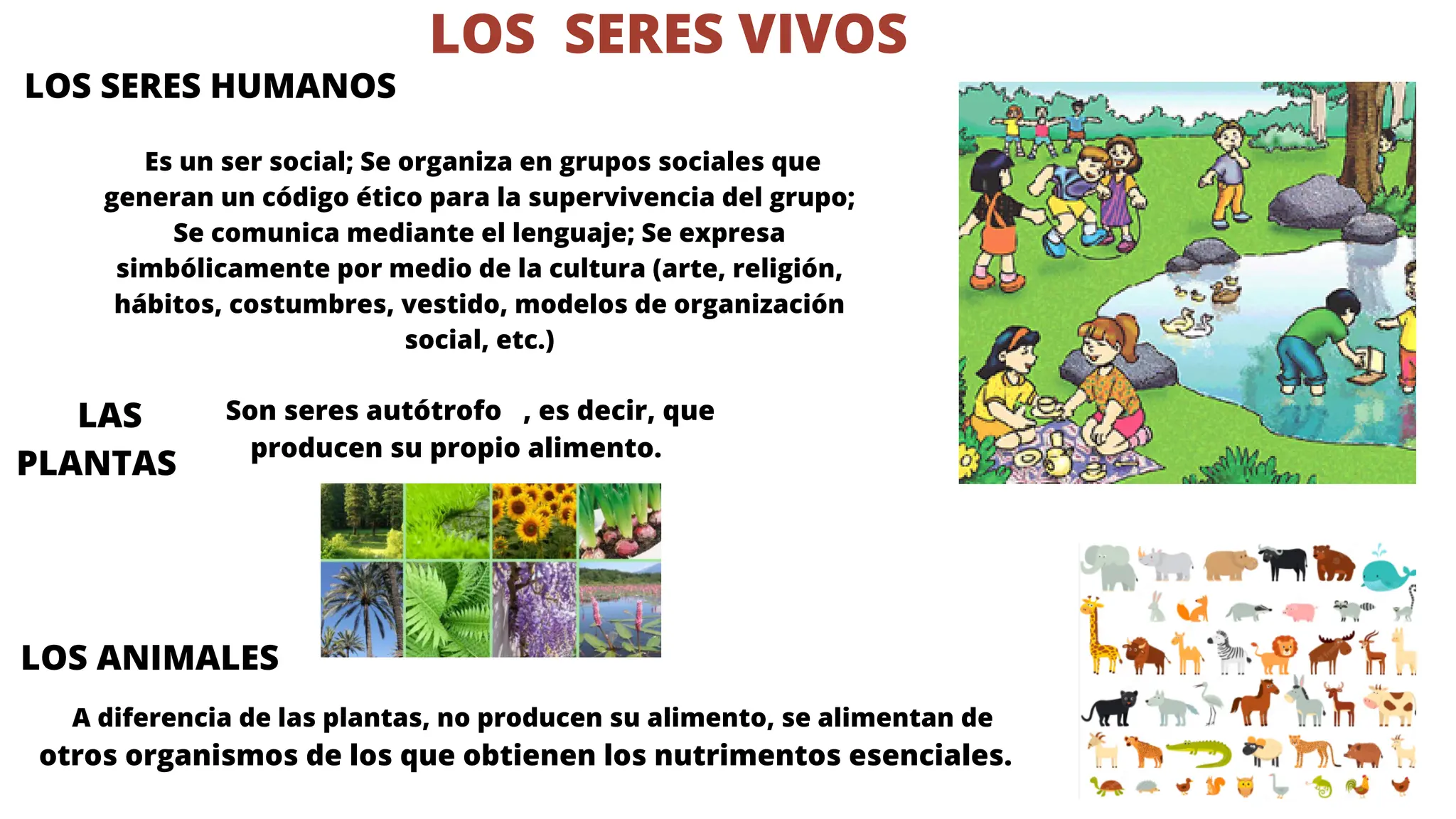 FUNCIONES VITALES DE LOS SERES VIVOS | PDF