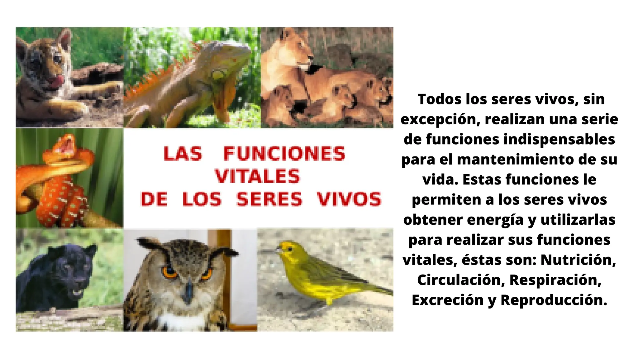FUNCIONES VITALES DE LOS SERES VIVOS | PDF