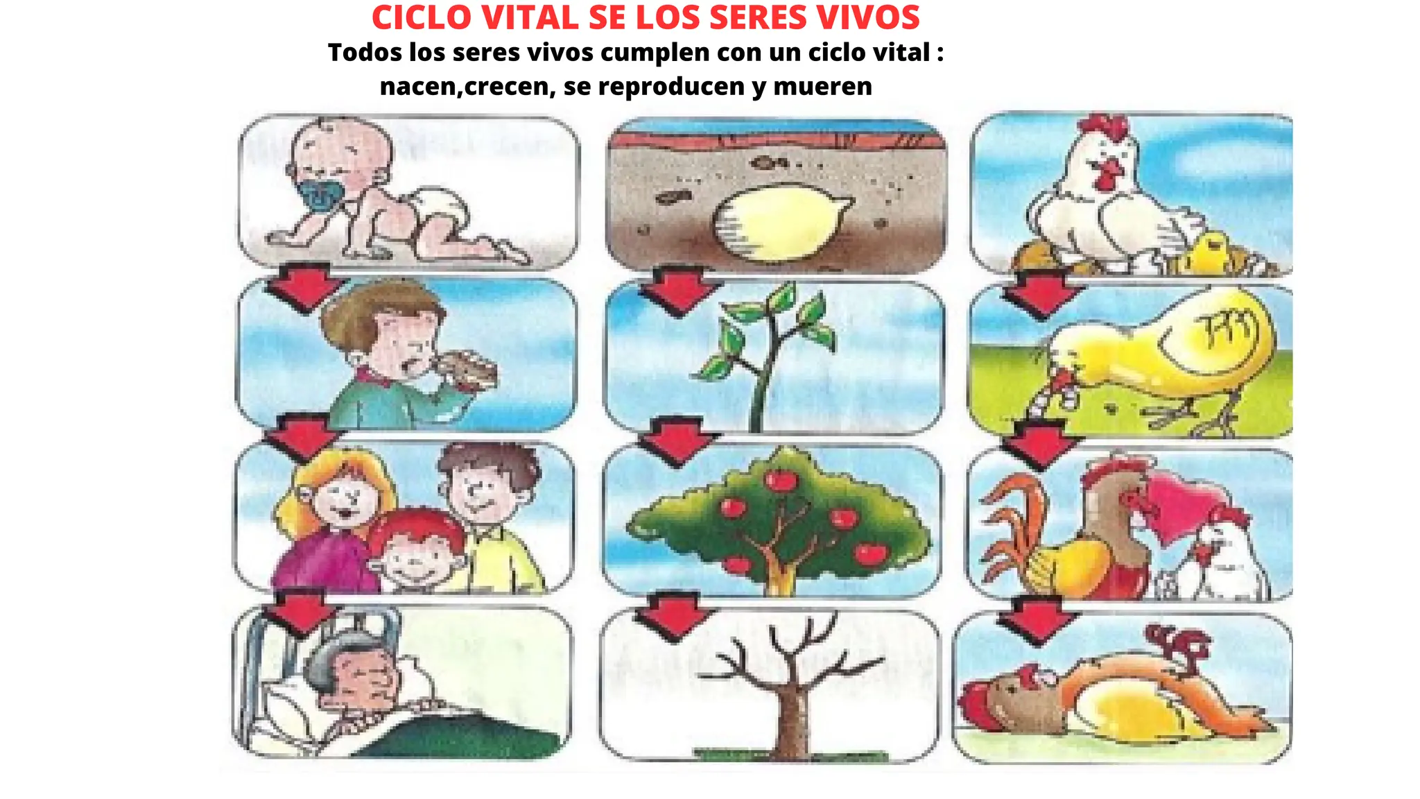 FUNCIONES VITALES DE LOS SERES VIVOS | PDF