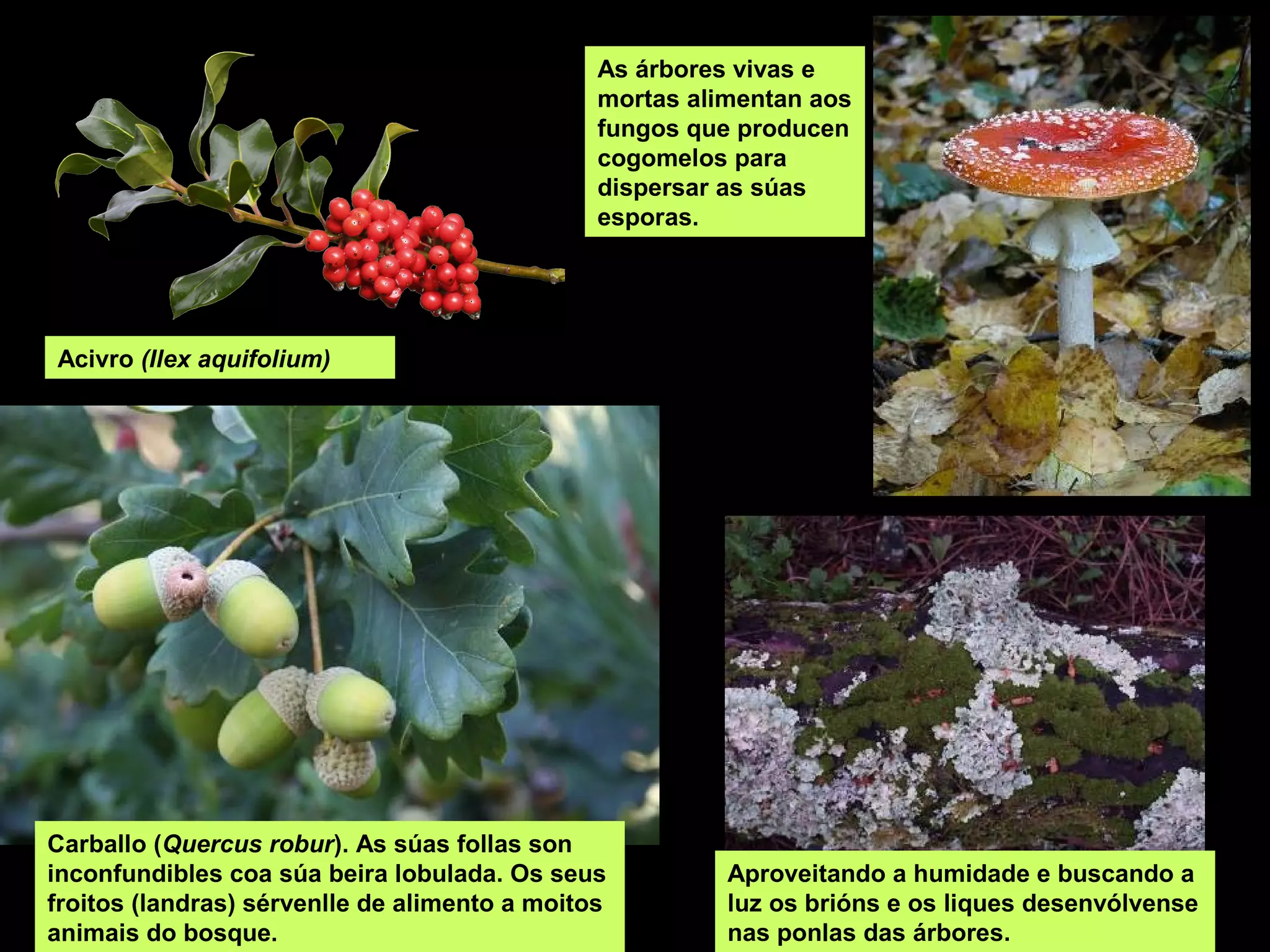 Ecosistemas galegos[1] | ODP