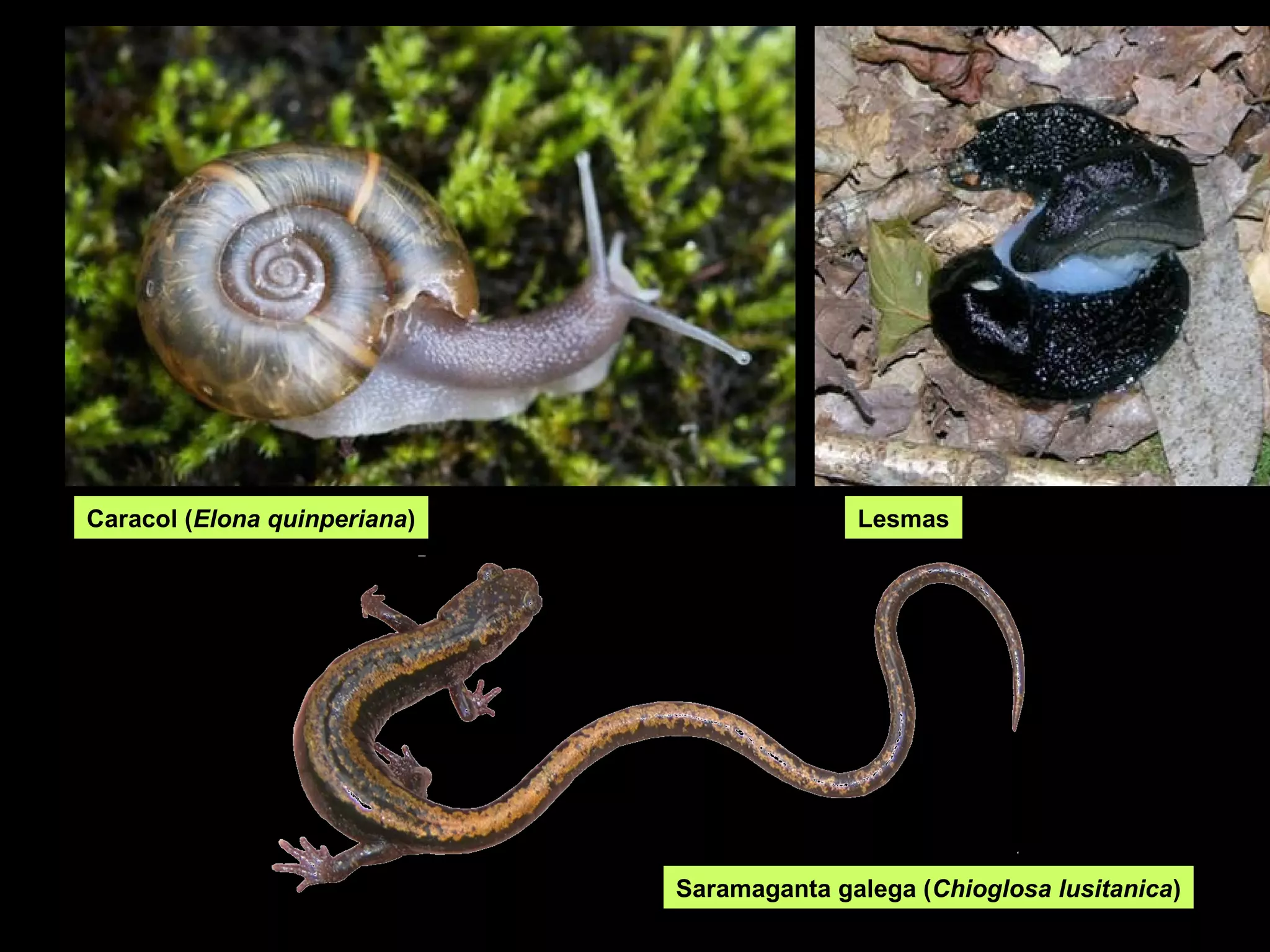 Ecosistemas galegos[1] | ODP