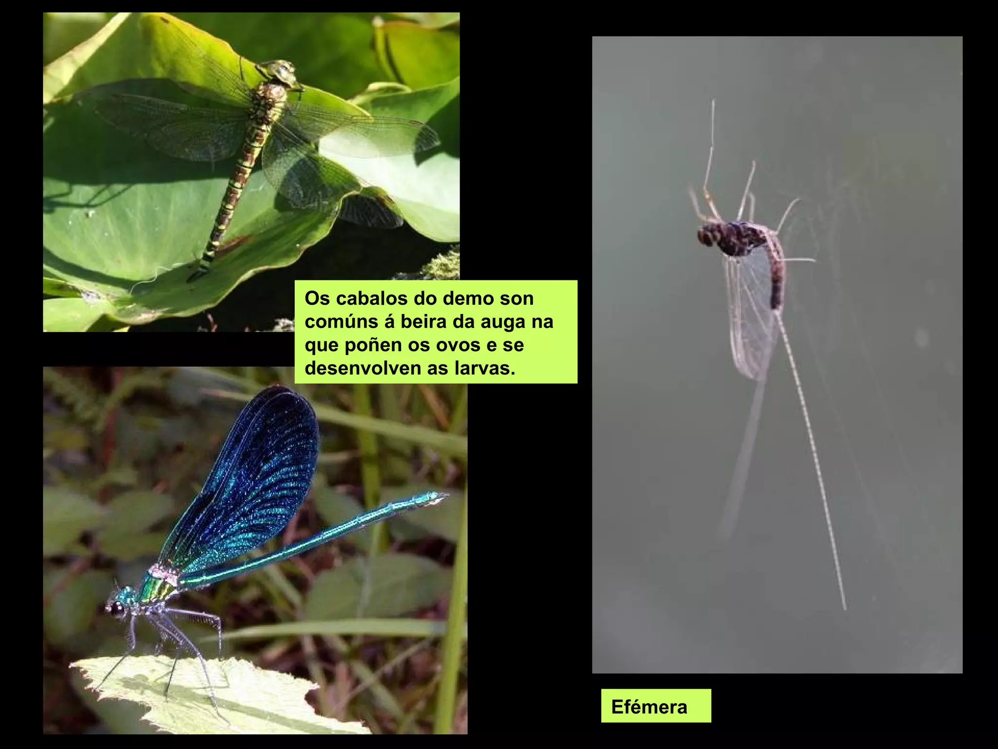 Ecosistemas galegos[1] | ODP