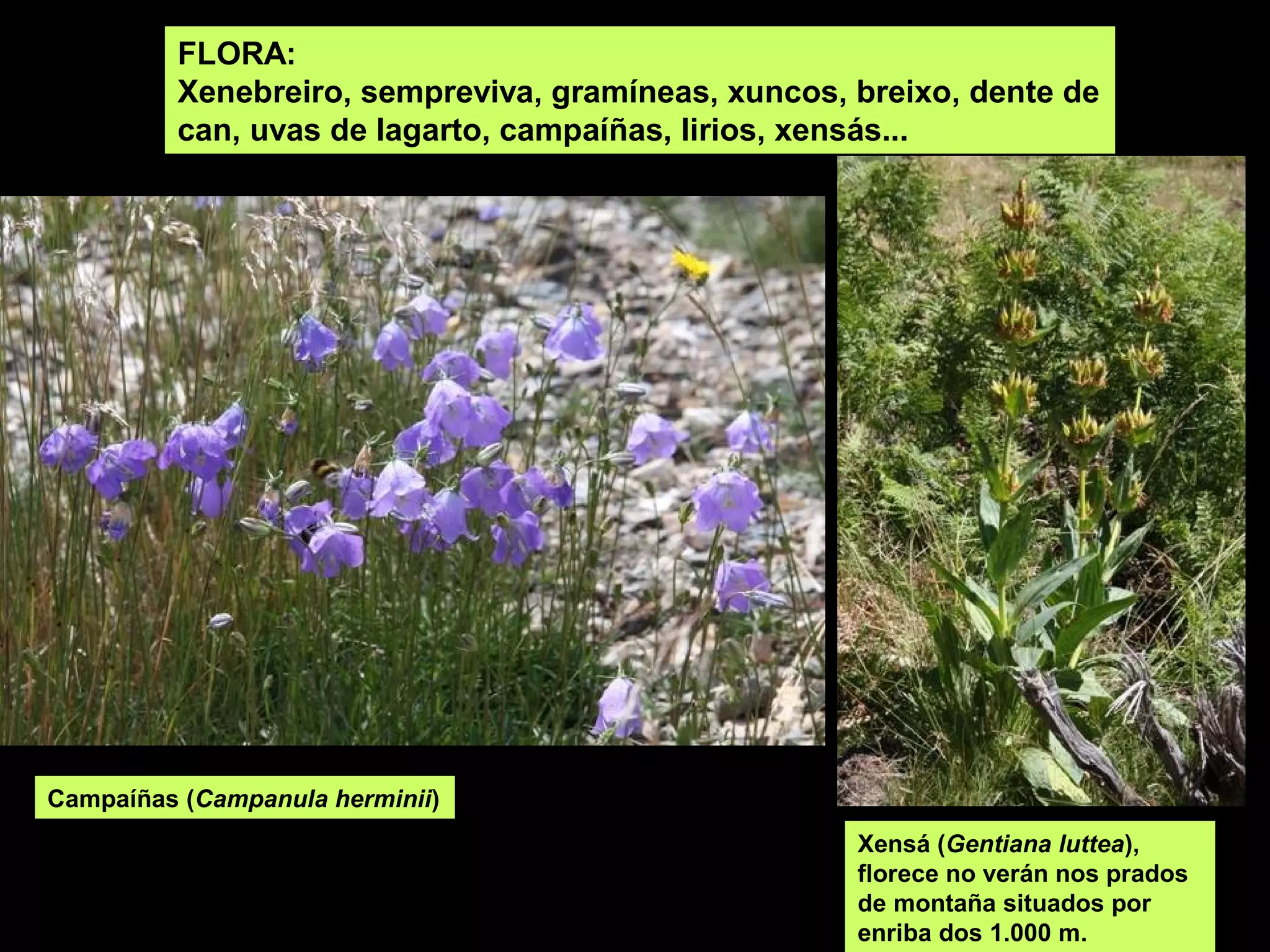 Ecosistemas galegos[1] | ODP