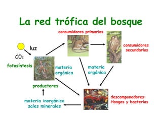 Productores Consumidores Y Descomponedores