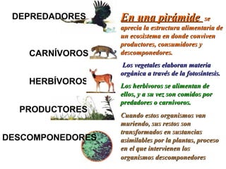 Productores Consumidores Y Descomponedores