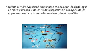 Ecosistemas marinos | PPTX