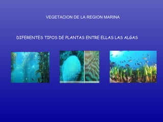 Ecosistemas mex. | PPT
