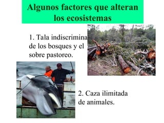 Ecosistemas y sus componentes basicos.ppt