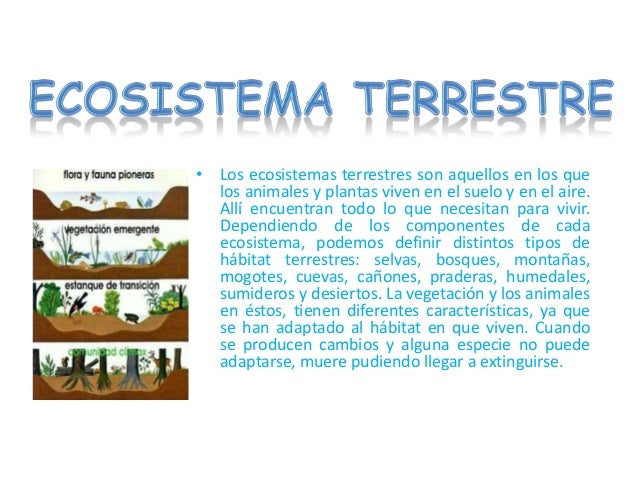 Ecosistema Terrestre Características | Latino news