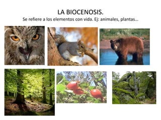 Ecosistema terrestre el bosque | PPTX