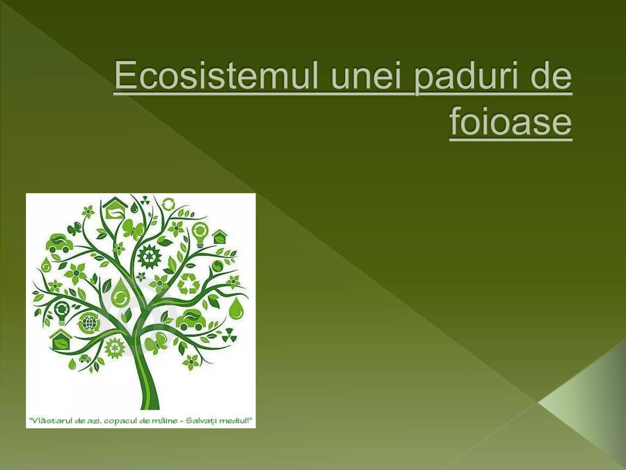 Ecosistemul unei paduri de foioase | PPTX
