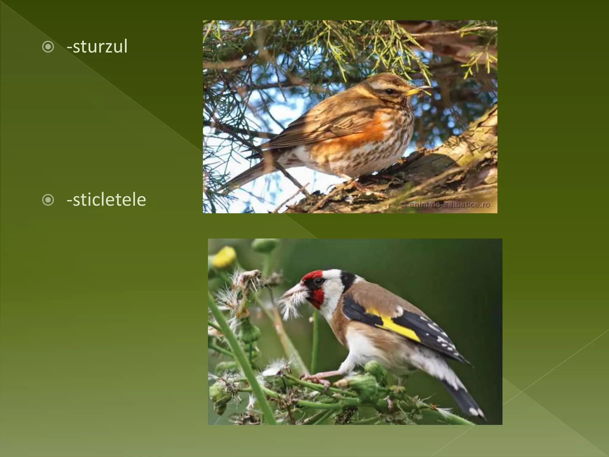 Ecosistemul unei paduri de foioase | PPTX