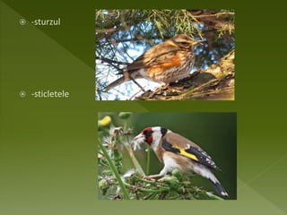 Ecosistemul unei paduri de foioase | PPTX