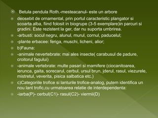 Ecosistemul unei paduri de foioase | PPTX