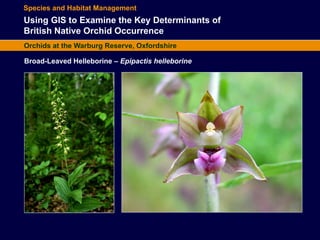 Conservation Strategy Mapping: Terrestrial Orchids | PPT
